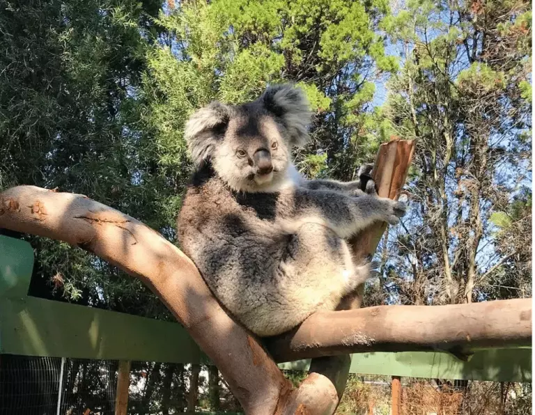 7 Reasons To Visit Caversham Wildlife Park In Perth | Enjoy Travel