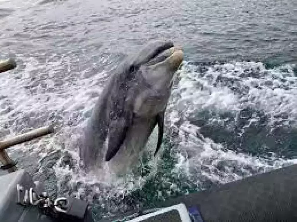 World-Famous Irish Dolphin Still Missing from Local Harbour | Enjoy Travel