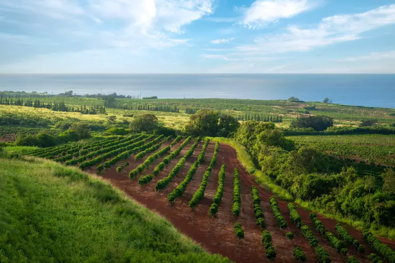 The World's 7 Best Coffee Stays For Taste and Travel | Enjoy Travel