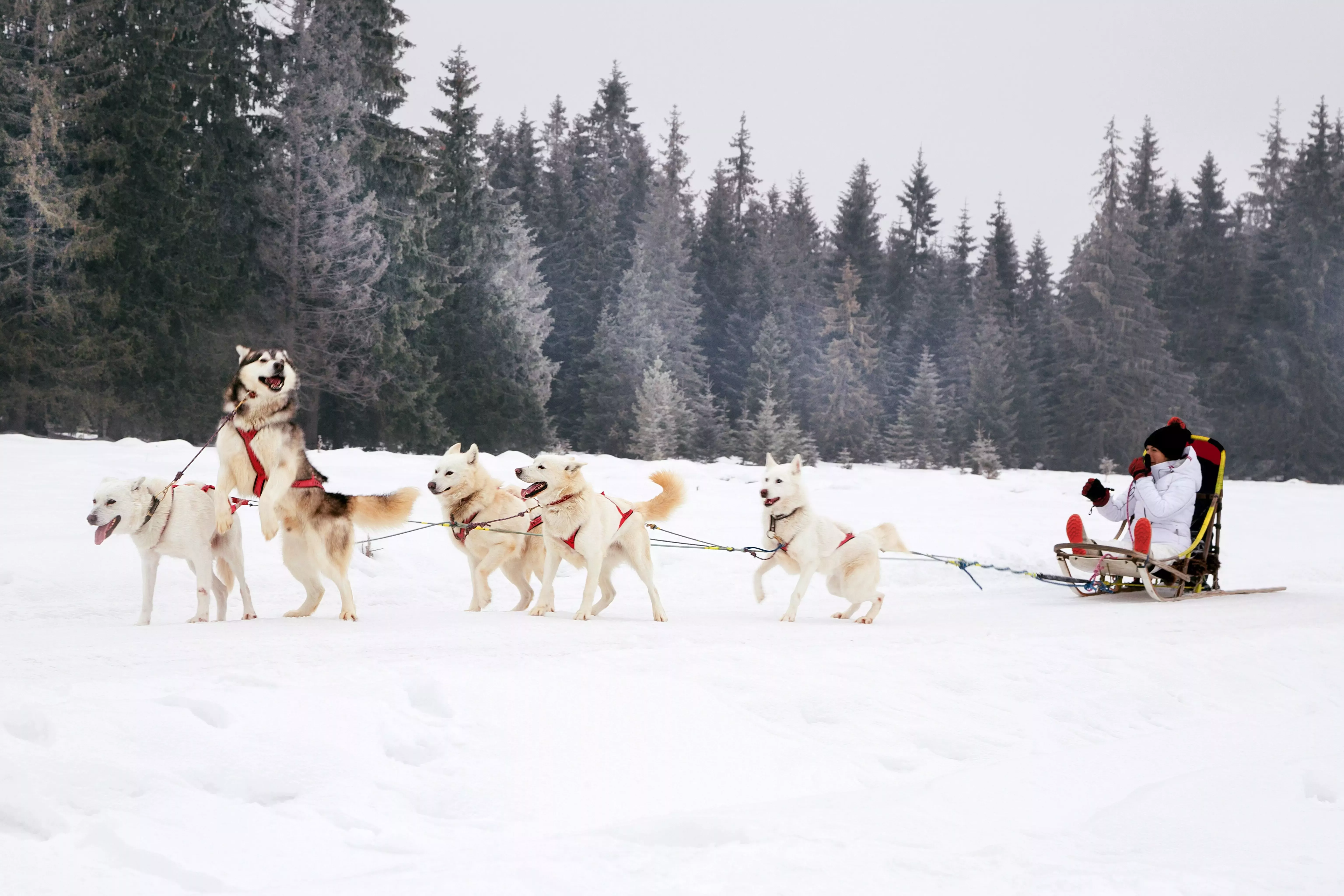 The 7 Best Dog Sledding Destinations in Europe | Enjoy Travel