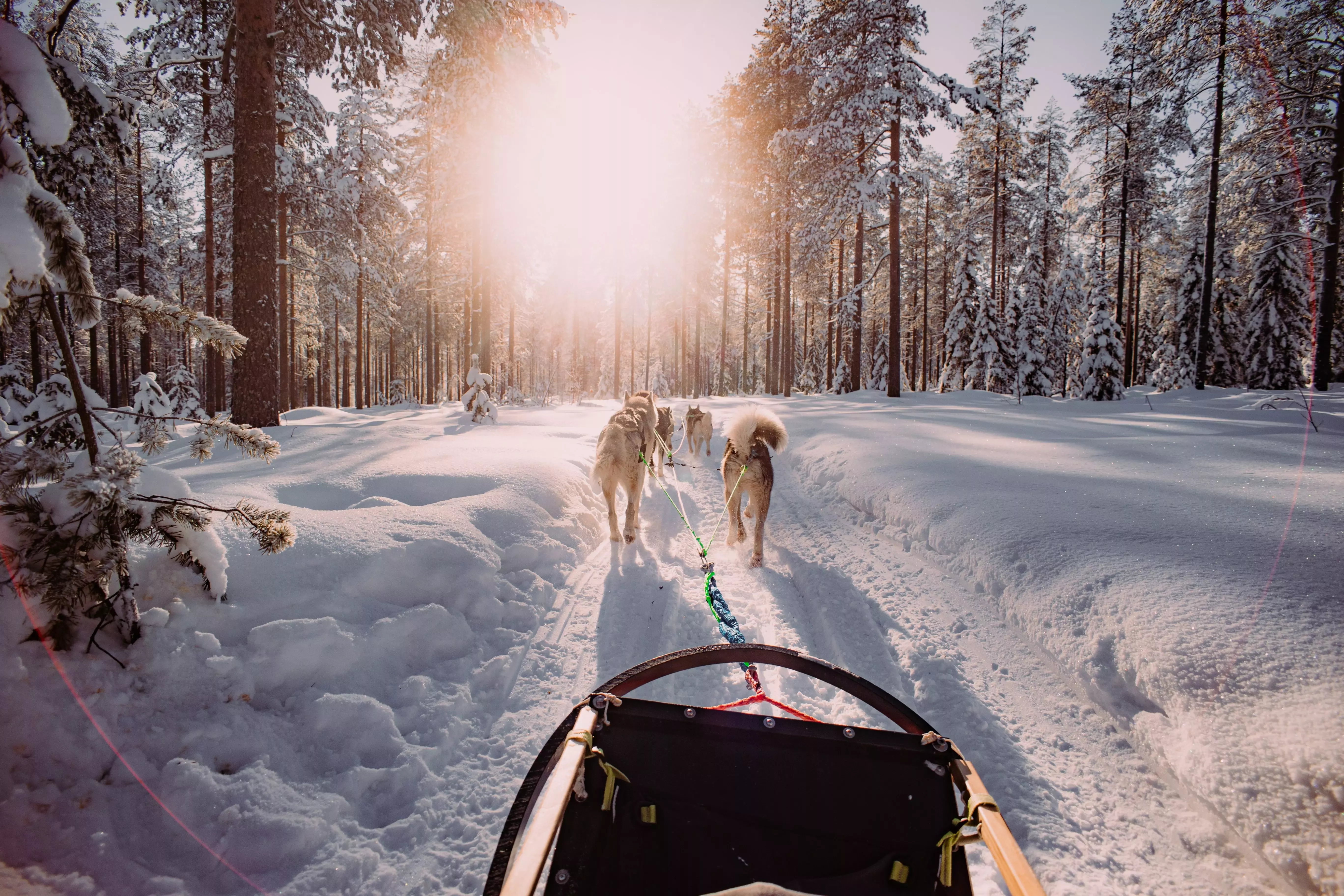 The 7 Best Dog Sledding Destinations in Europe | Enjoy Travel