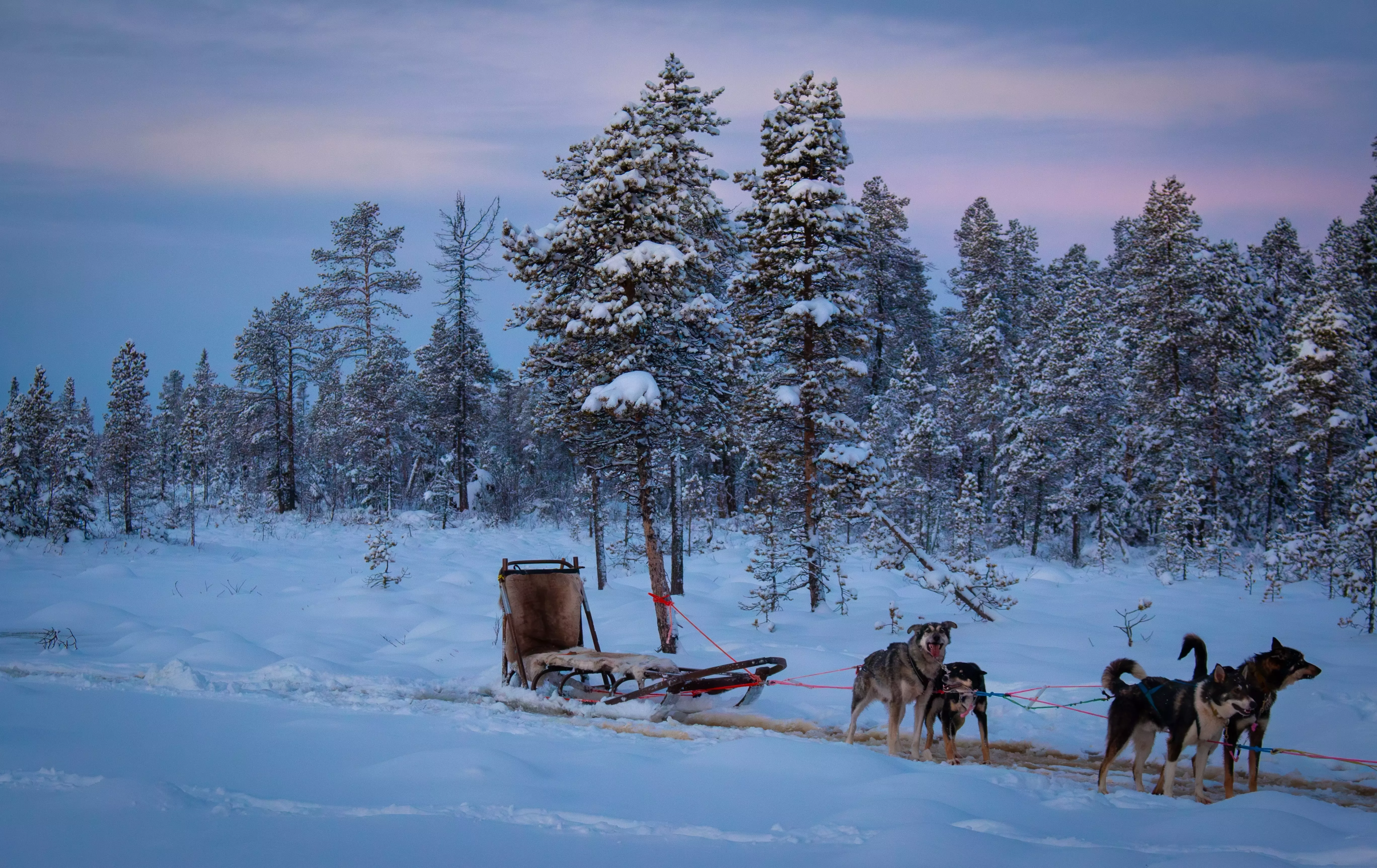 The 7 Best Dog Sledding Destinations in Europe | Enjoy Travel