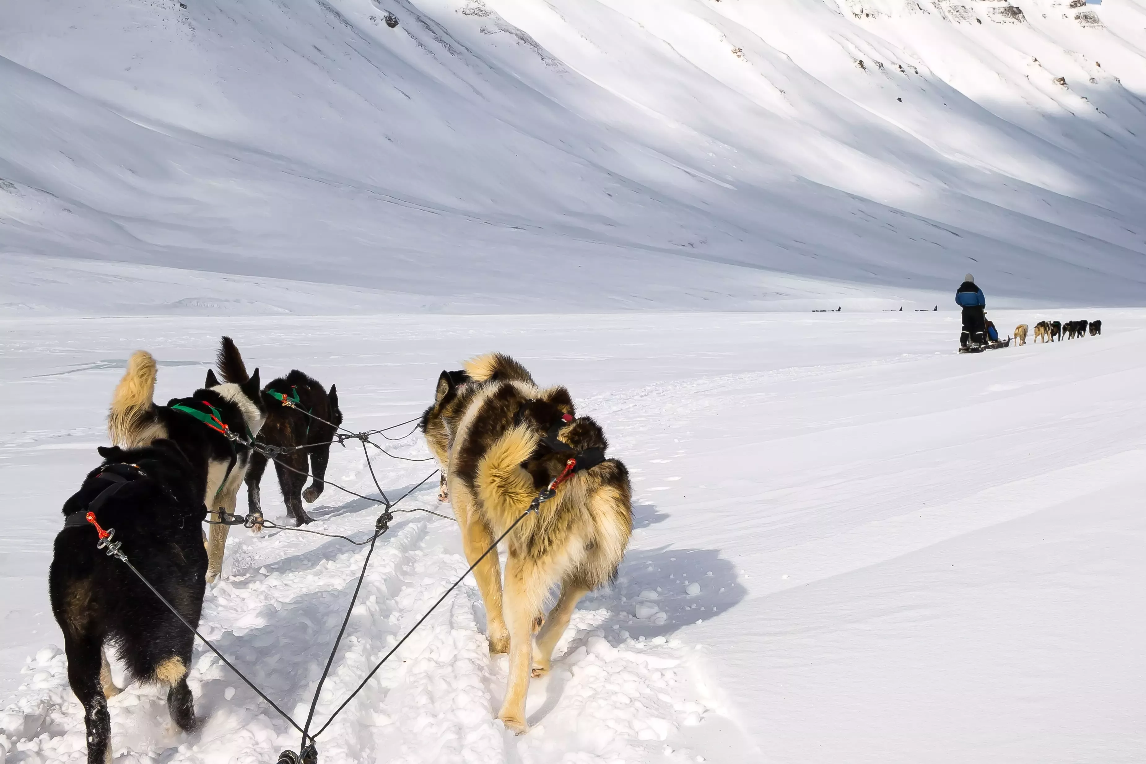 The 7 Best Dog Sledding Destinations in Europe | Enjoy Travel