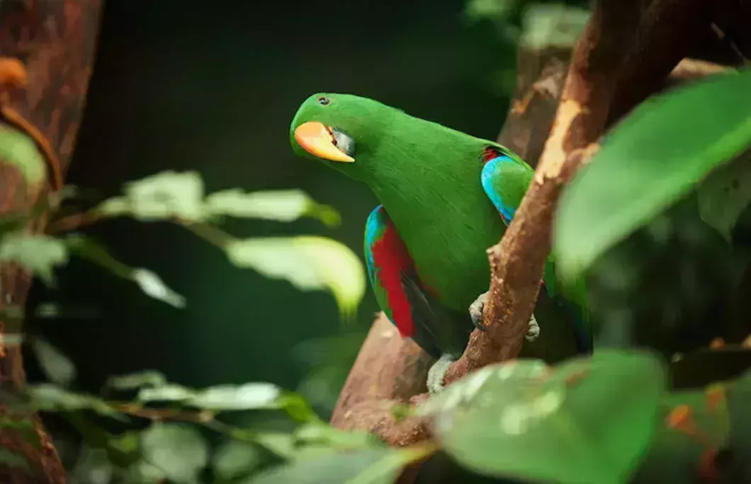 7 Interesting Facts About Solomon Islands | Enjoy Travel