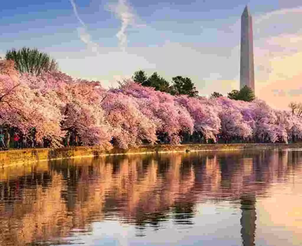 What to Know About Japan's Iconic Cherry Blossom Festival | Enjoy Travel