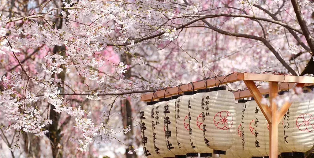 What to Know About Japan's Iconic Cherry Blossom Festival | Enjoy Travel