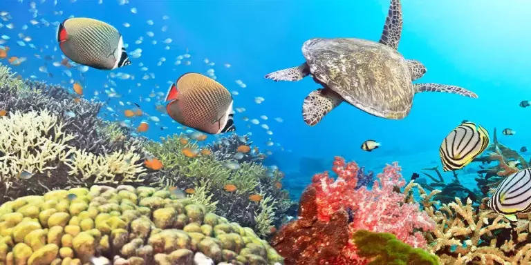 Most Beautiful Underwater Ecosystems in the Caribbean | Enjoy Travel