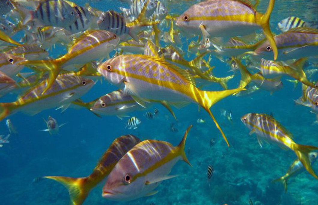 Best Places for Snorkelling in Key Largo | Enjoy Travel