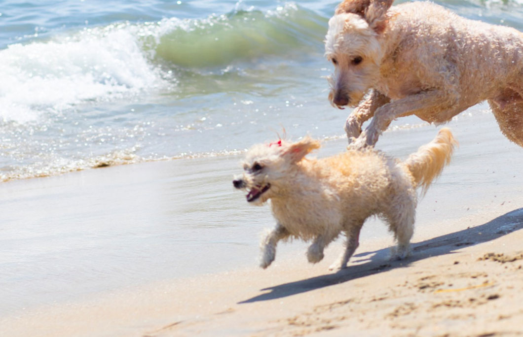 Dog-Friendly Beaches In California | Enjoy Travel